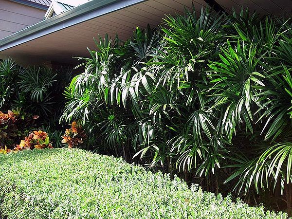 Rhapis excelsa - Palmpedia - Palm Grower's Guide