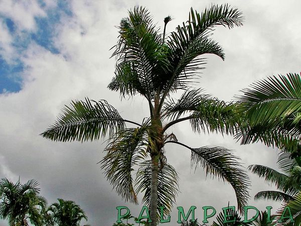 Syagrus pseudococos - Palmpedia - Palm Grower's Guide