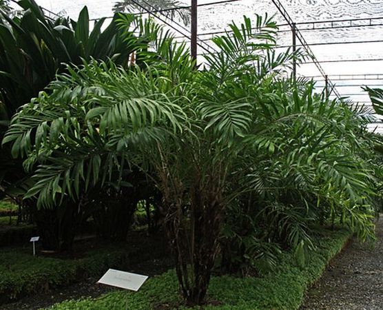 Bactris setosa - Palmpedia - Palm Grower's Guide