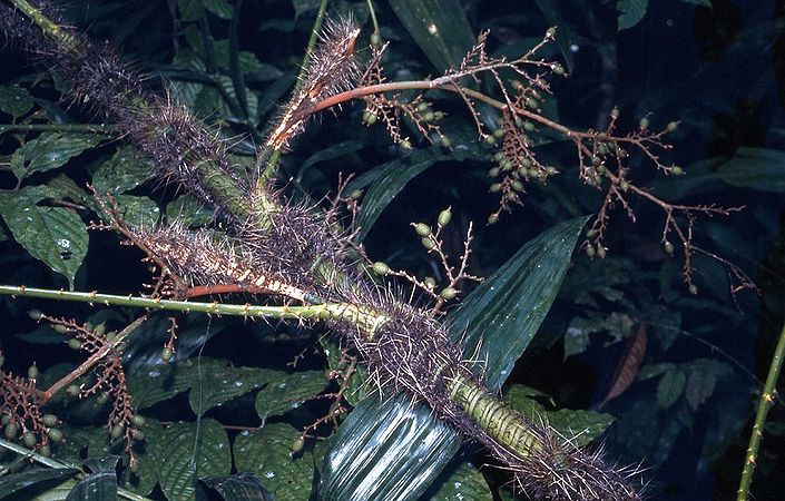 Daemonorops macrophylla - Palmpedia - Palm Grower's Guide