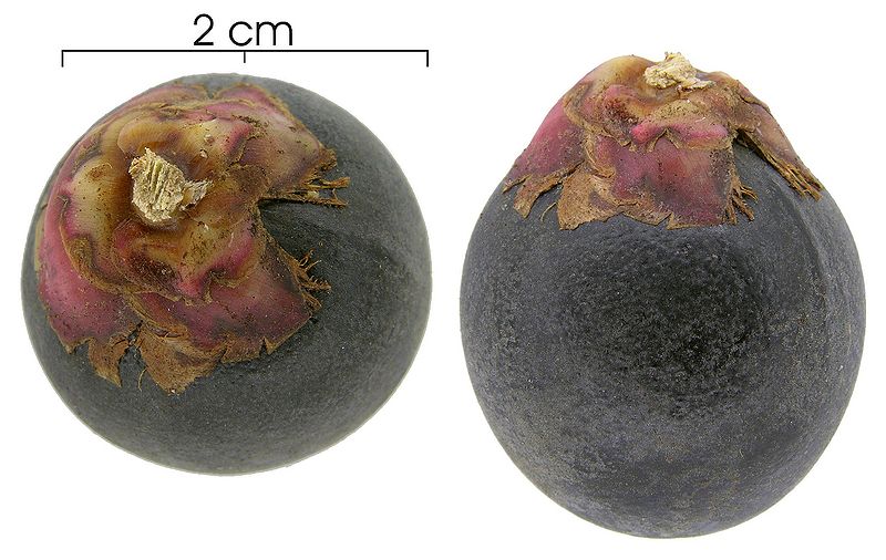 File:Oenocarpus mapora fruit,I SP2374.jpg - Palmpedia - Palm Grower's Guide