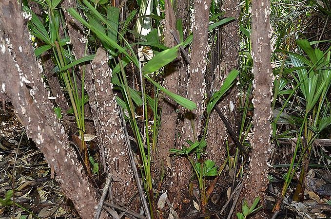 Licuala paludosa - Palmpedia - Palm Grower's Guide