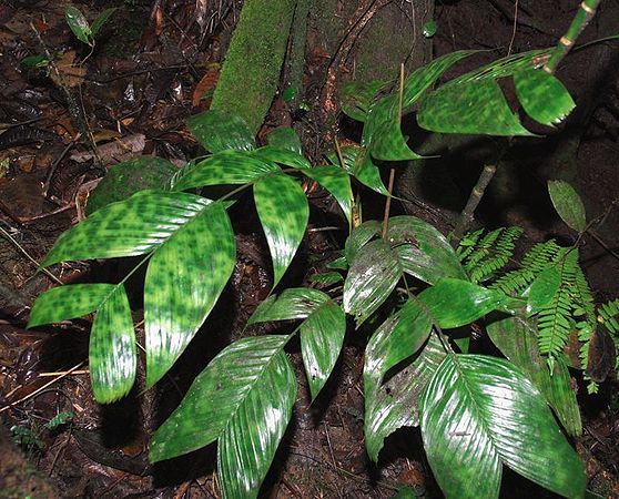 Pinanga aristata - Palmpedia - Palm Grower's Guide