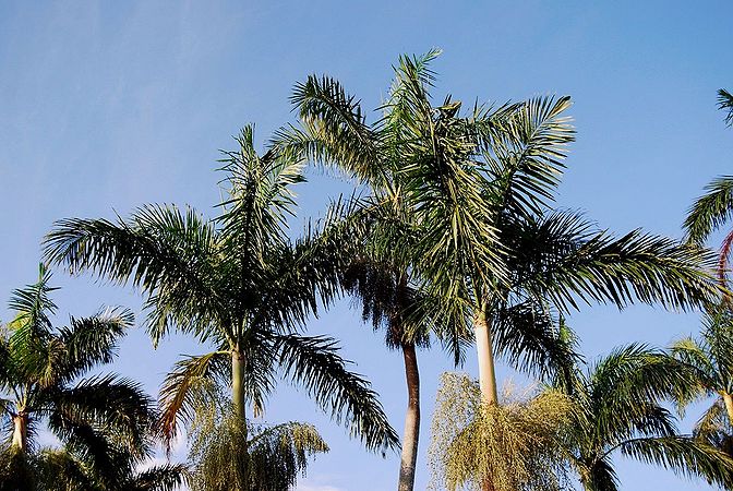 Roystonea princeps - Palmpedia - Palm Grower's Guide