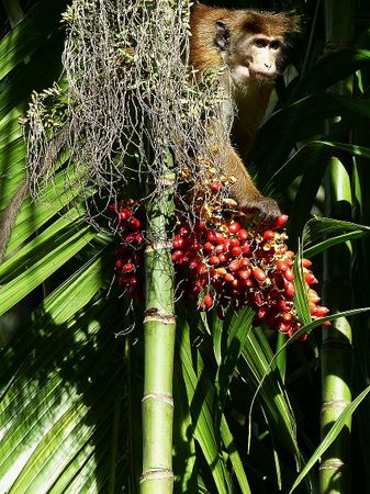 Areca concinna - Palmpedia - Palm Grower's Guide