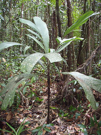 Balaka sp. 'natewa' - Palmpedia - Palm Grower's Guide