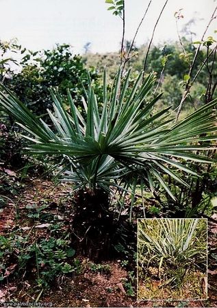 Trachycarpus nanus - Palmpedia - Palm Grower's Guide