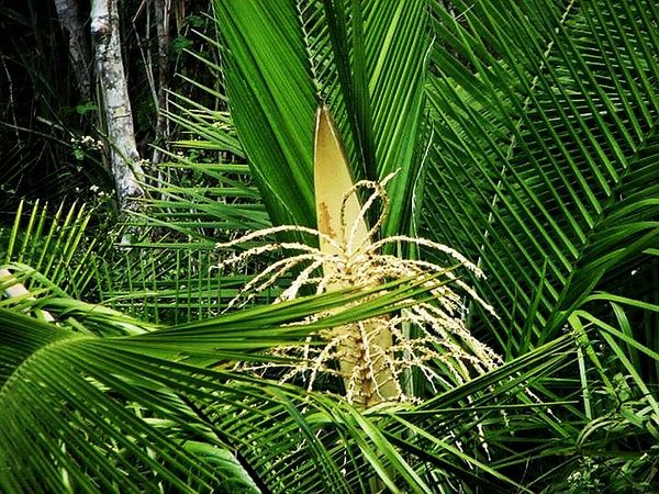 Syagrus santosii - Palmpedia - Palm Grower's Guide