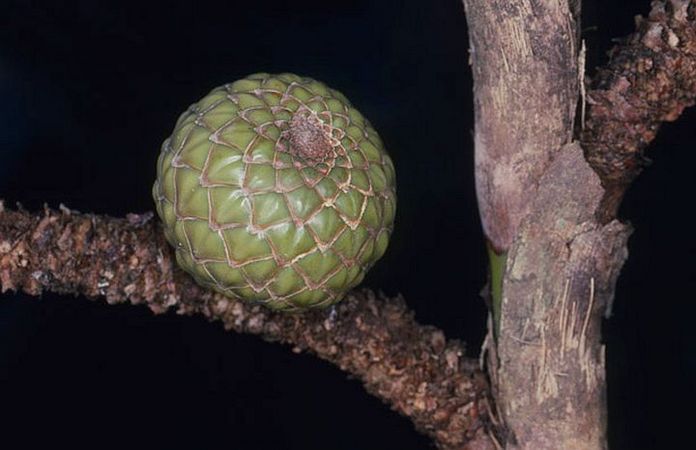 Metroxylon sagu - Palmpedia - Palm Grower's Guide