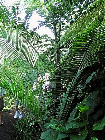 Ravenea sambiranensis - Palmpedia - Palm Grower's Guide