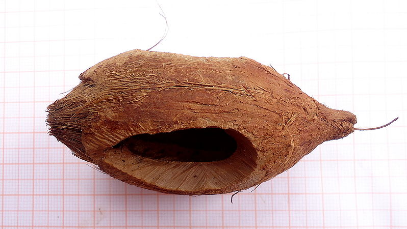 Attalea funifera - Palmpedia - Palm Grower's Guide