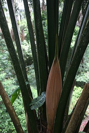Attalea maripa - Palmpedia - Palm Grower's Guide