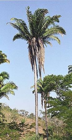 Attalea cohune - Palmpedia - Palm Grower's Guide