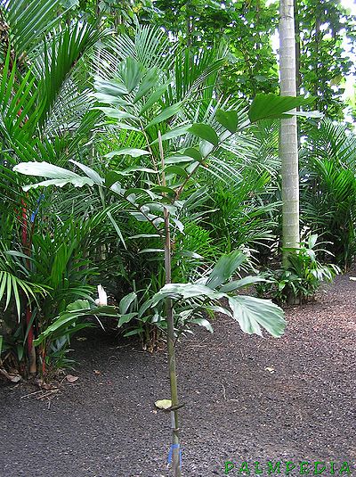 Balaka longirostris - Palmpedia - Palm Grower's Guide