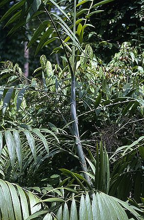 Calamus subinermis - Palmpedia - Palm Grower's Guide