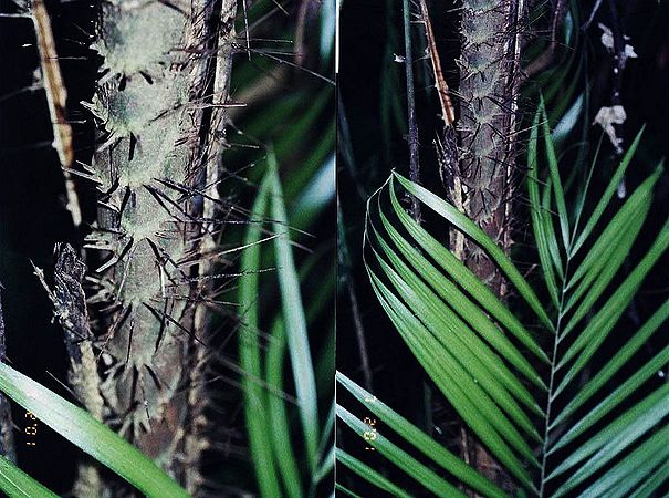 Daemonorops mollis - Palmpedia - Palm Grower's Guide