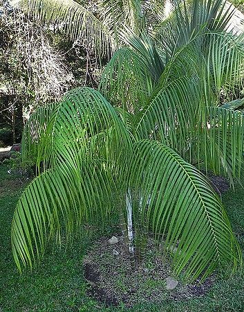 Chrysalidocarpus onilahensis - Palmpedia - Palm Grower's Guide
