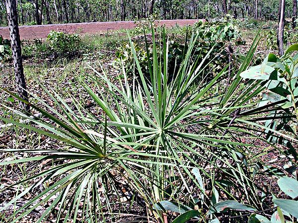 Livistona inermis - Palmpedia - Palm Grower's Guide