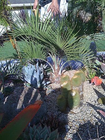 Butia archeri - Palmpedia - Palm Grower's Guide