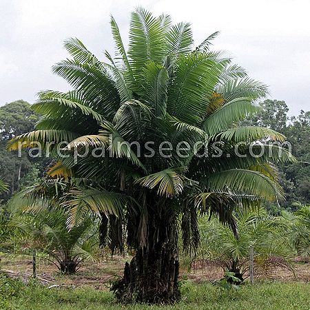 Phytelephas tenuicaulis - Palmpedia - Palm Grower's Guide