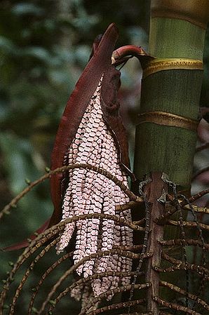 Pinanga insignis - Palmpedia - Palm Grower's Guide