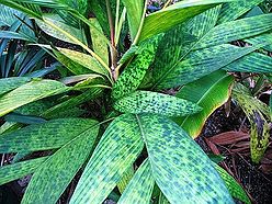 Pinanga sp. 'mega' - Palmpedia - Palm Grower's Guide