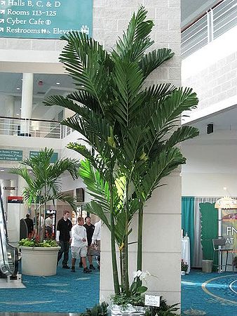 Ptychosperma schefferi - Palmpedia - Palm Grower's Guide