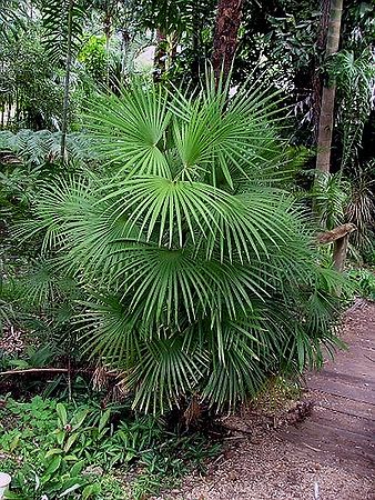 Rhapis multifida - Palmpedia - Palm Grower's Guide