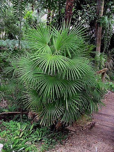 Rhapis multifida - Palmpedia - Palm Grower's Guide