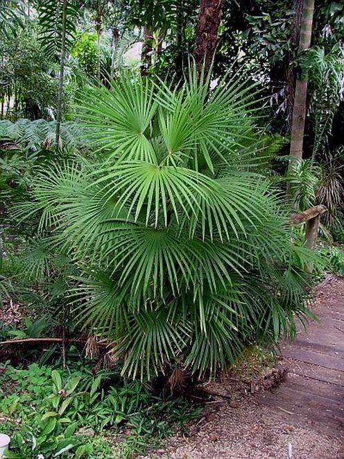 Rhapis multifida - Palmpedia - Palm Grower's Guide