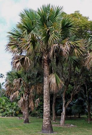 Sabal maritima - Palmpedia - Palm Grower's Guide