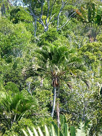 Ravenea sambiranensis - Palmpedia - Palm Grower's Guide
