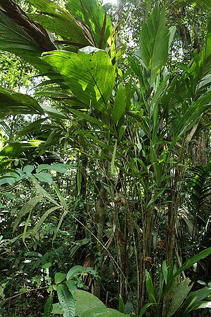 Bactris pliniana - Palmpedia - Palm Grower's Guide