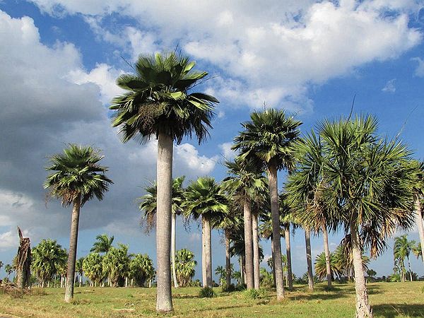 Copernicia baileyana - Palmpedia - Palm Grower's Guide