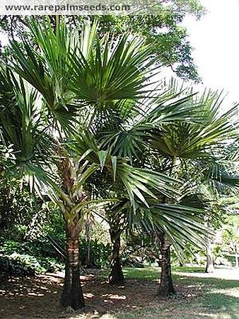Latania lontaroides - Palmpedia - Palm Grower's Guide