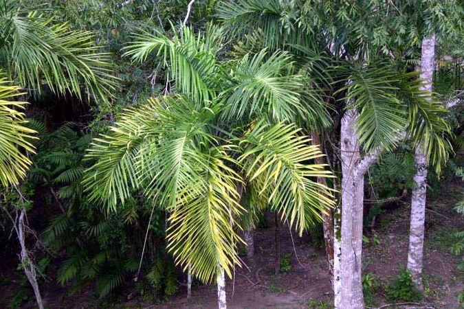 Gaussia maya - Palmpedia - Palm Grower's Guide