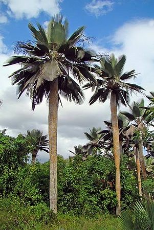 Copernicia fallaensis - Palmpedia - Palm Grower's Guide