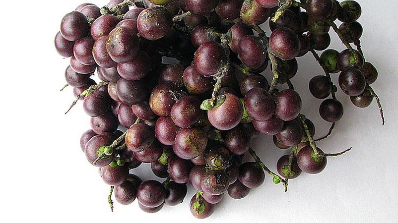 Bactris ferruginea - Palmpedia - Palm Grower's Guide