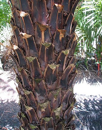 Copernicia alba - Palmpedia - Palm Grower's Guide