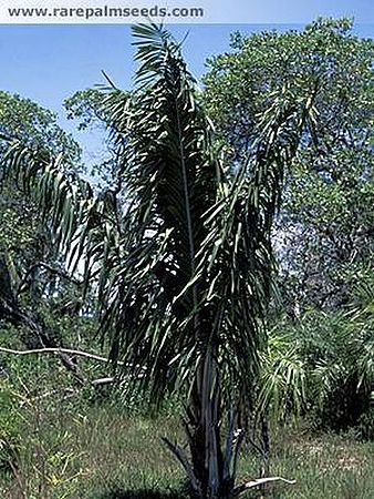 Attalea funifera - Palmpedia - Palm Grower's Guide