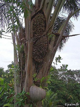 Attalea maripa - Palmpedia - Palm Grower's Guide