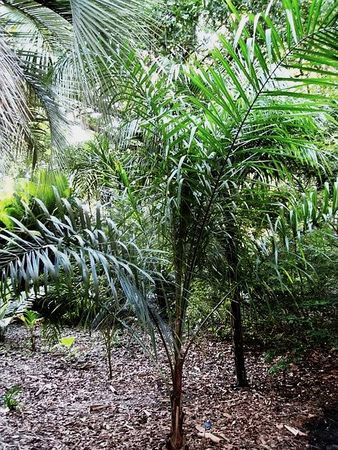 Syagrus pseudococos - Palmpedia - Palm Grower's Guide