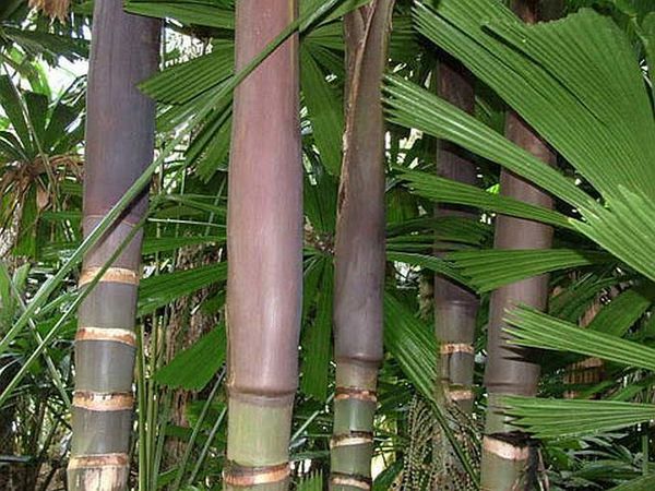 Pinanga insignis - Palmpedia - Palm Grower's Guide