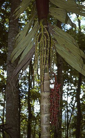 Pinanga maculata - Palmpedia - Palm Grower's Guide