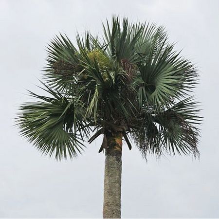 Sabal maritima - Palmpedia - Palm Grower's Guide