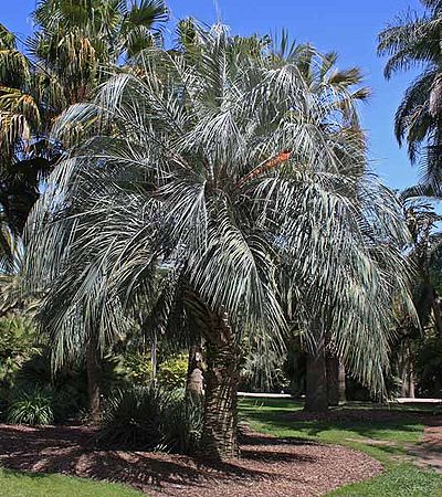 Butia odorata - Palmpedia - Palm Grower's Guide
