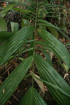 Astrocaryum murumuru - Palmpedia - Palm Grower's Guide
