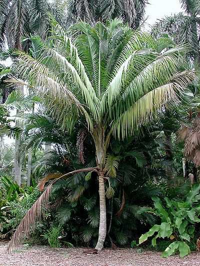 Calyptronoma rivalis - Palmpedia - Palm Grower's Guide