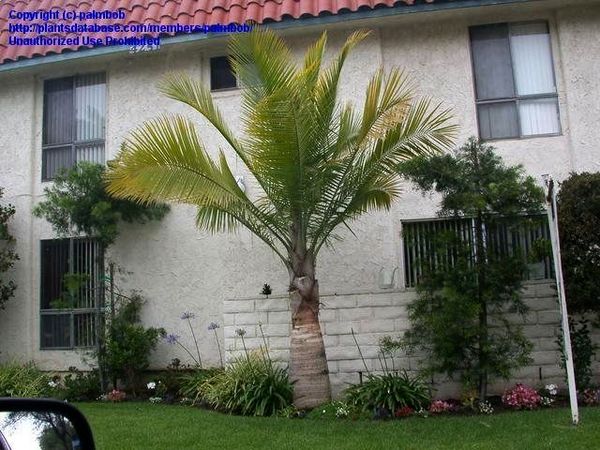 Ravenea rivularis - Palmpedia - Palm Grower's Guide