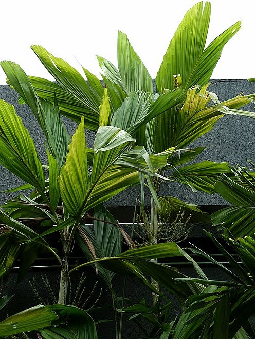 Ptychosperma schefferi - Palmpedia - Palm Grower's Guide